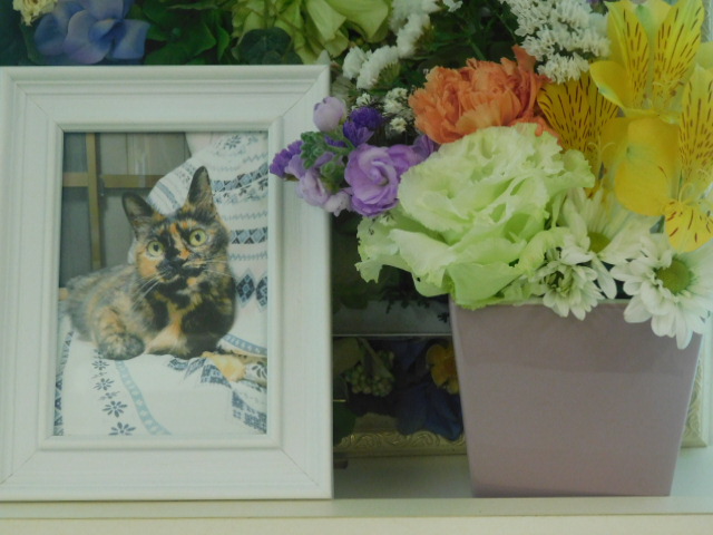 水戸市愛猫びびちゃん｜ペット霊園・葬祭・火葬 茨城県水戸市 水戸ペットセレモニー
