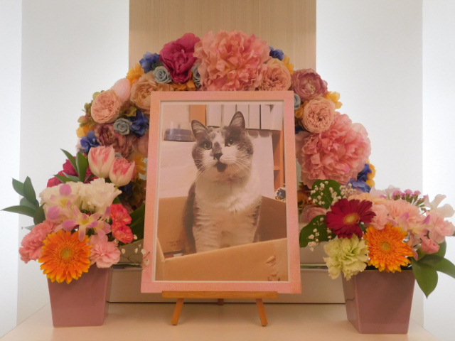水戸市愛猫ぽっけちゃん｜ペット霊園・葬祭・火葬 茨城県水戸市 水戸ペットセレモニー