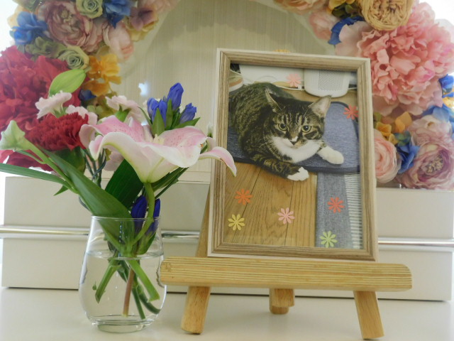 水戸市愛猫こまりちゃん｜ペット霊園・葬祭・火葬 茨城県水戸市 水戸ペットセレモニー