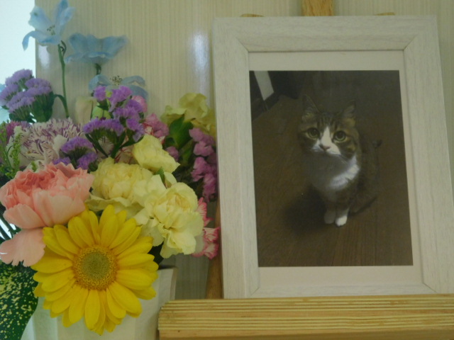 水戸市愛猫胡桃ちゃん｜ペット霊園・葬祭・火葬 茨城県水戸市 水戸ペットセレモニー